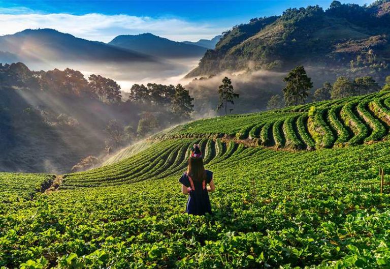 Jain Friendly Sikkim Darjeeling Veg Tour Guide - Nftt World